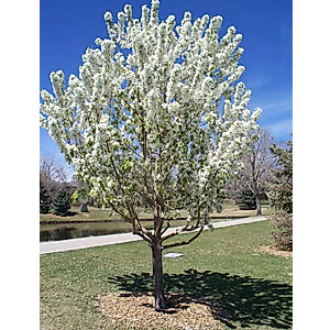 Crabapple Tree Live Plant 1.5 to 2.5 Ft Height, Crab Apple Fruits Crabapple Plant, White Flowers, No Ship to CA