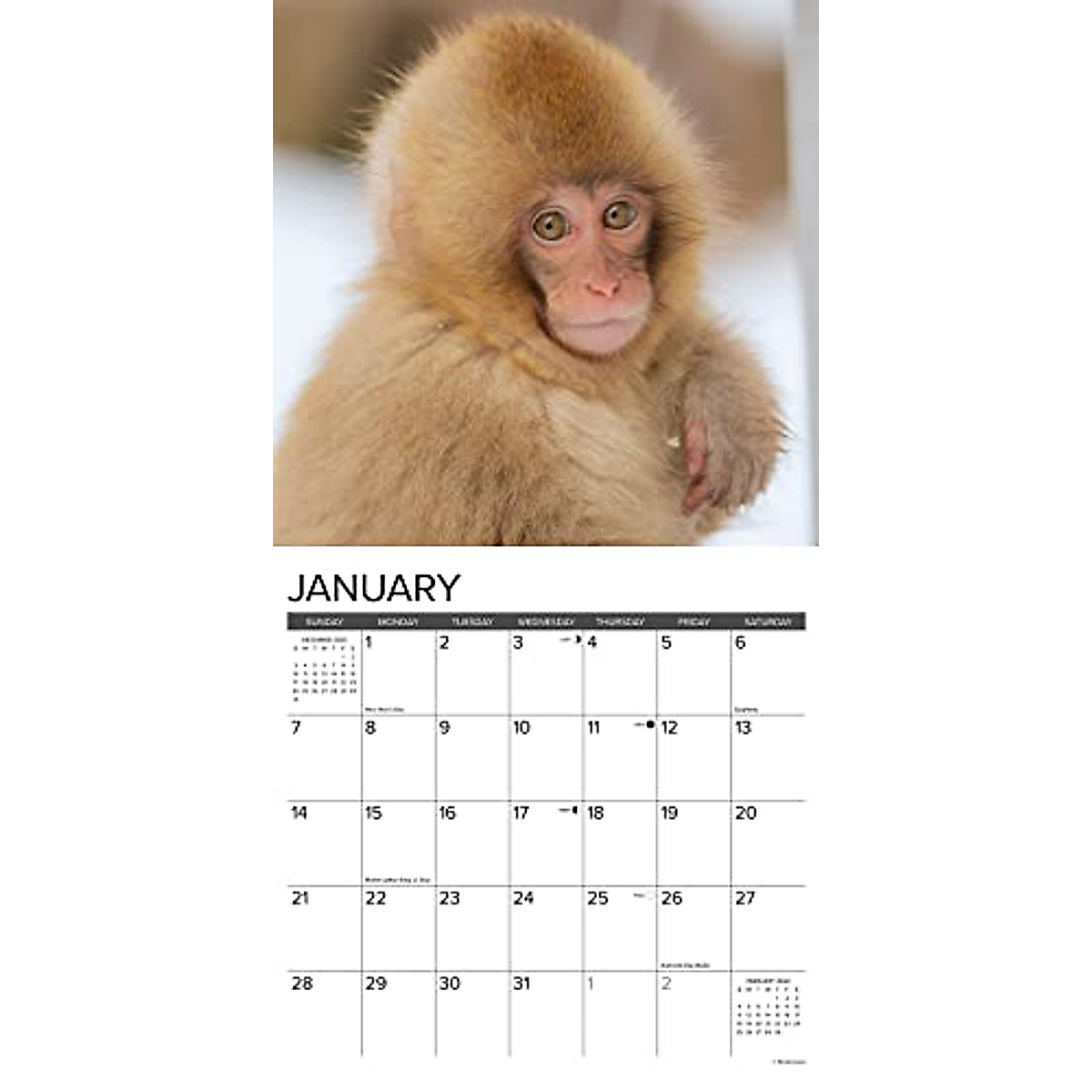 Willow Creek Press Monkey Business Monthly 2024 Wall Calendar (12" x 12")
