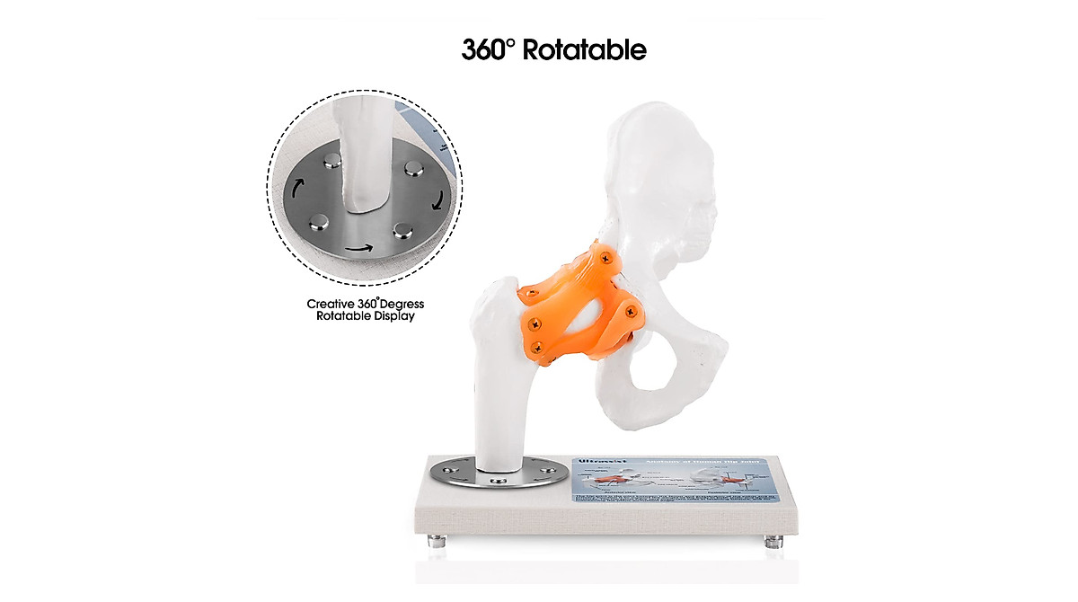 Human Hip Joint Model - Life Size 360° Display