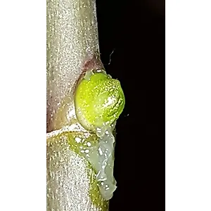 ELIT Orchid CLON+ Cytokinin Keiki Cloning Paste for Burgeon Awakening - Bloom Booster with Vitamins B1 and B6 (1.5 ml)