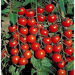 Dwarf Cherry Tomato Bush Seeds | 100+ Seeds | Grow Your Own Food | Good Yield of Delicious Cherry Tomatos