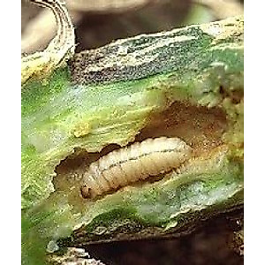 VivaTrap VT-100 Squash Vine Borer Moth Trap & Lure (2 Pack, 8 Week)