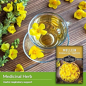 Mullein Seed for Planting - 1 Packet with Instructions to Plant and Grow Medicinal Herb Common Mullein in Your Home Vegetable Garden - Non-GMO Heirloom Variety - Survival Garden Seeds