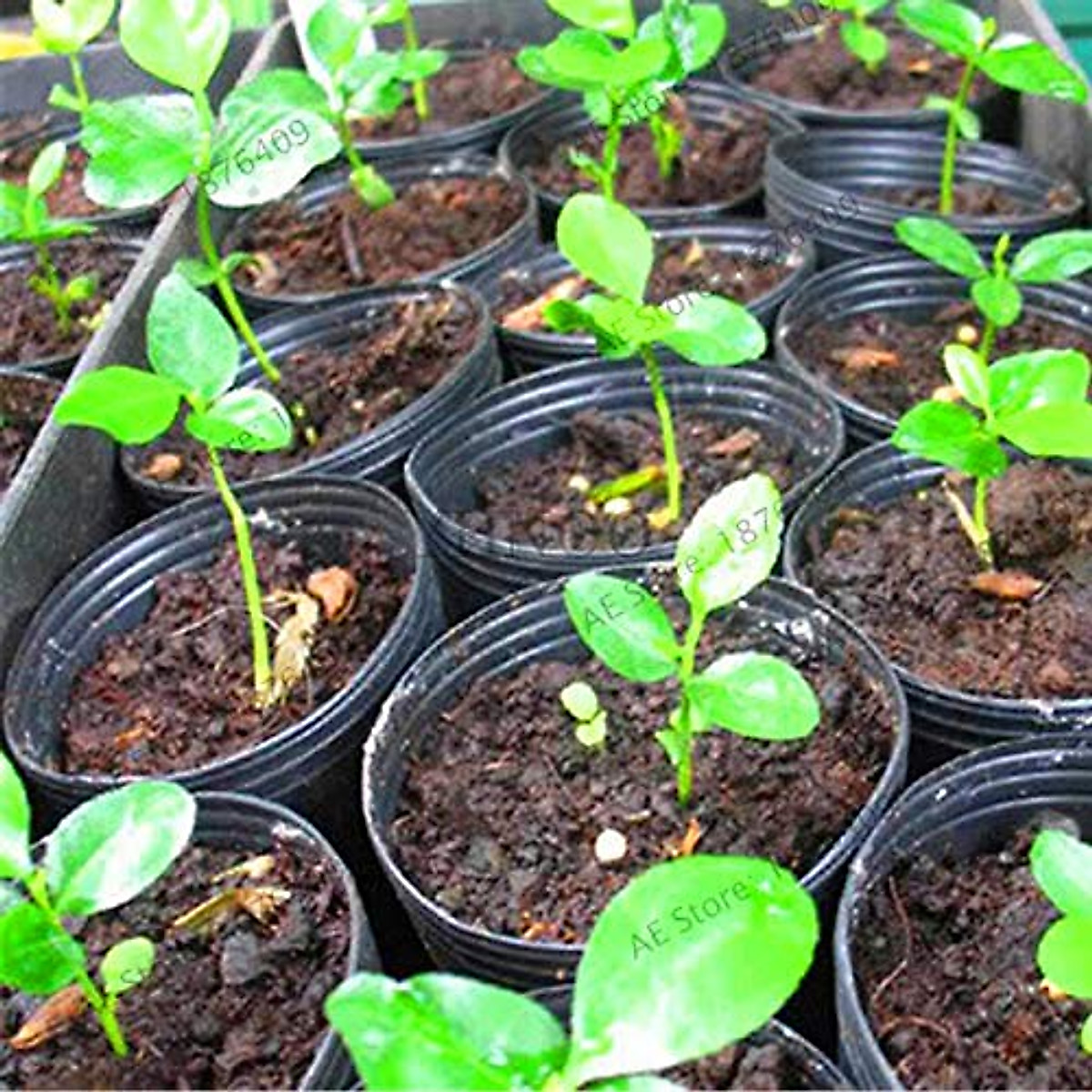 Unknown Fruit Seed Dwarf Standing Orange Tree Flores Indoor Plant in Pot Garden Decoration Plant Kumquat plantas Tangerine Ci