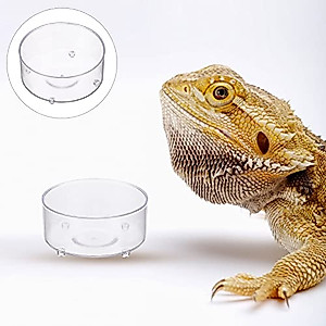 Reptile Food Bowls 30Pcs Reptile Water Bowls Reptile Feeder Food Dish Transparent Food Bowl Terrarium Bowls Worm Dish for Tortoise Lizard Bearded Dragon Frog Leopard Gecko Snake