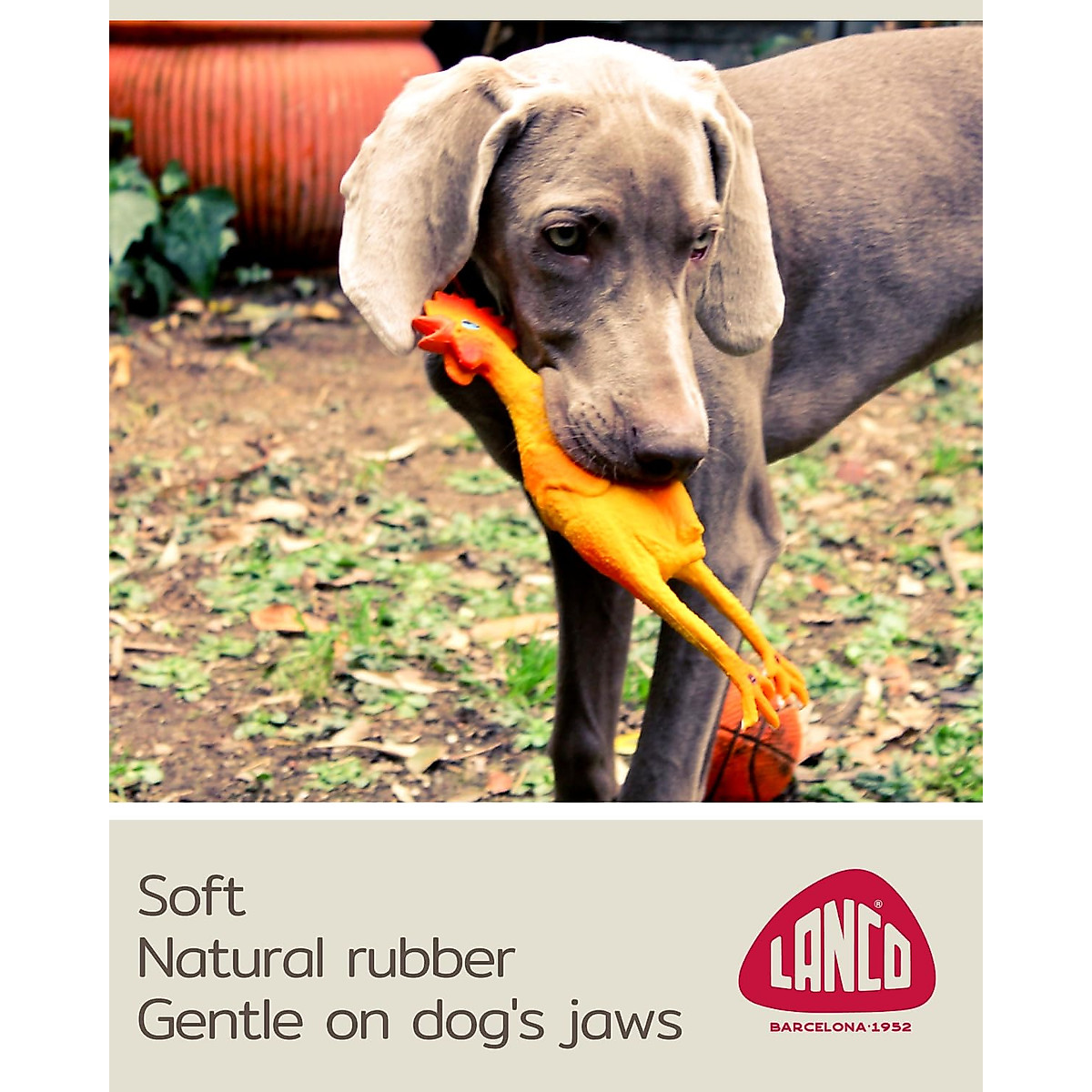 Rubber Chicken Dog Toys - Natural Rubber (Latex) - Lead-Free Chemical-Free - Handpainted - Soft Unstuffed Squeaky (Medium)