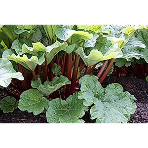 Rhubarb Root Easy to Plant, Large Rhubarb Crown Freshly dug Planting Ornaments Garden Perennials Simple to Grow Pots Gift