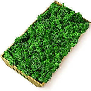 Preserved Moss Reindeer Moss Bulk Moss for Crafts Natural Dried Multicolored Floral Moss for DIY Arts Wall Home Office Terrariums Wedding Centerpieces Decoration(Dark Green,1.65 lb)