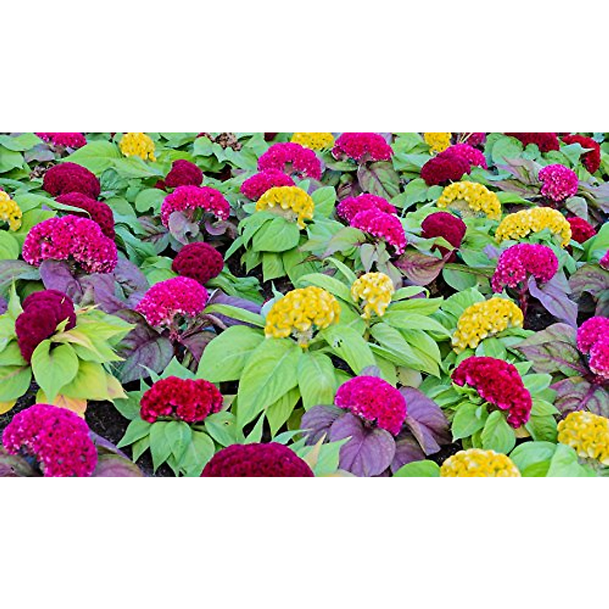 1000 Celosia Seeds for Planting - Giant Cockscomb Mix Yellow, Pink, and Red - Crested Type - Celosia Cristata