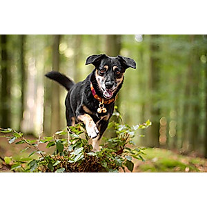 2 Extra Loud Cat & Dog Bells | Pet Tracker | Save Birds & Wildlife | Luxury Handmade Copper | Beau's Bells (Medium)