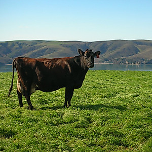 100% Organic Ghee from grass-fed cows, 2-Pack of 8oz