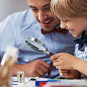 12 Pcs Insect in Resin Specimen Bugs Collection Paperweights Arachnid Resin Specimen Different Insect Specimen Bug Preserved in Resin for Kids Scientific Educational Toy, 12 Styles (Ladybug)