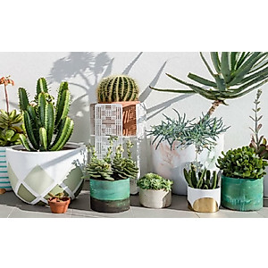 Southside Plants Cactus Cleaning Brushes Pack - Soft Goat Hair Bristles with Wooden Handle Brushes for Indoor Cactus & Succulent Plants Dusting- Gardening Cleaning Tools (7", 3.2") Sizes Pack