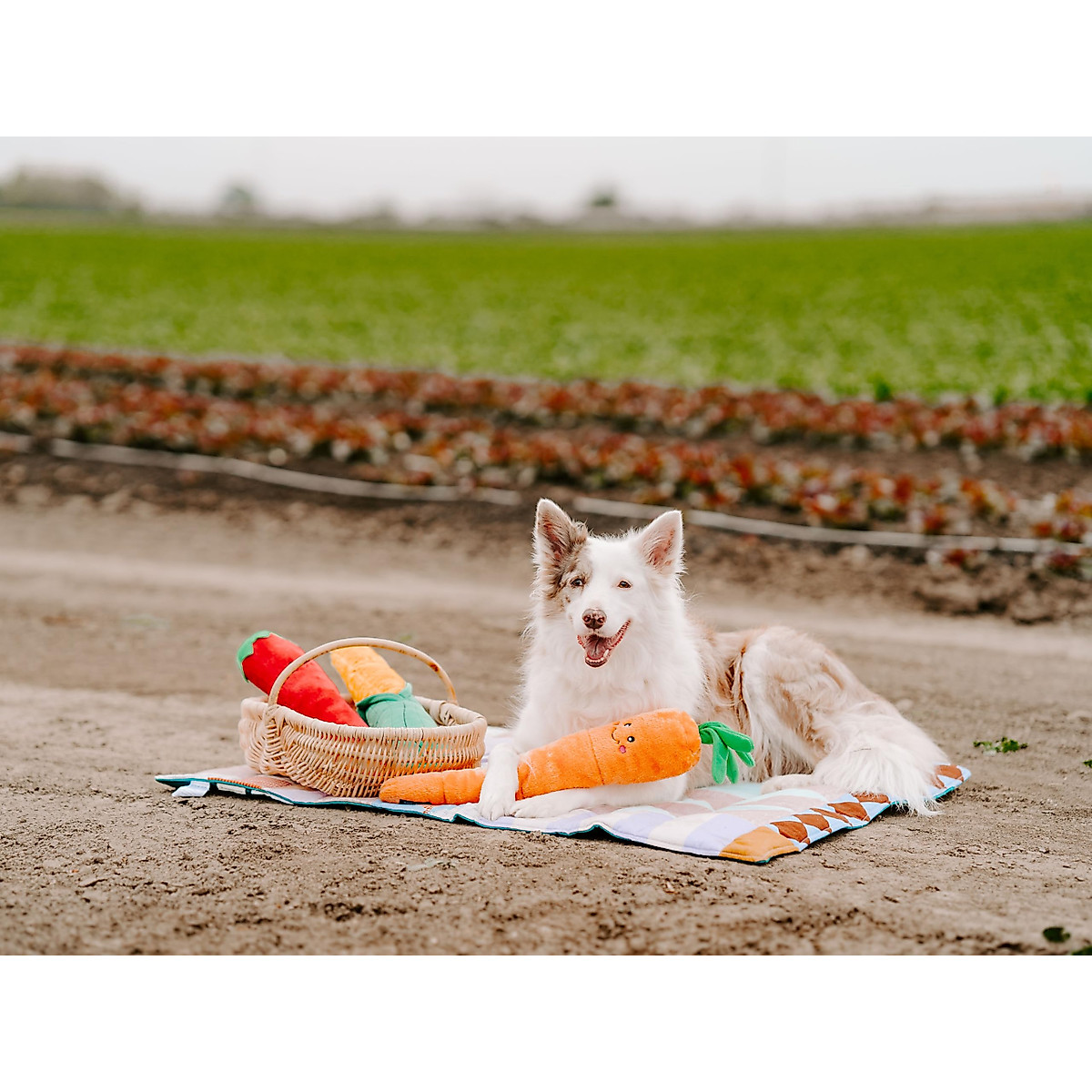 ZippyPaws Jigglerz - Zippy Paws Dog Toy for Large and Small Dogs, Squeaky Plush Tug Toy with No Stuffing, Squeaky Veggie Themed Interactive Dog Toys with Crinkle Head and Tail, Pepper