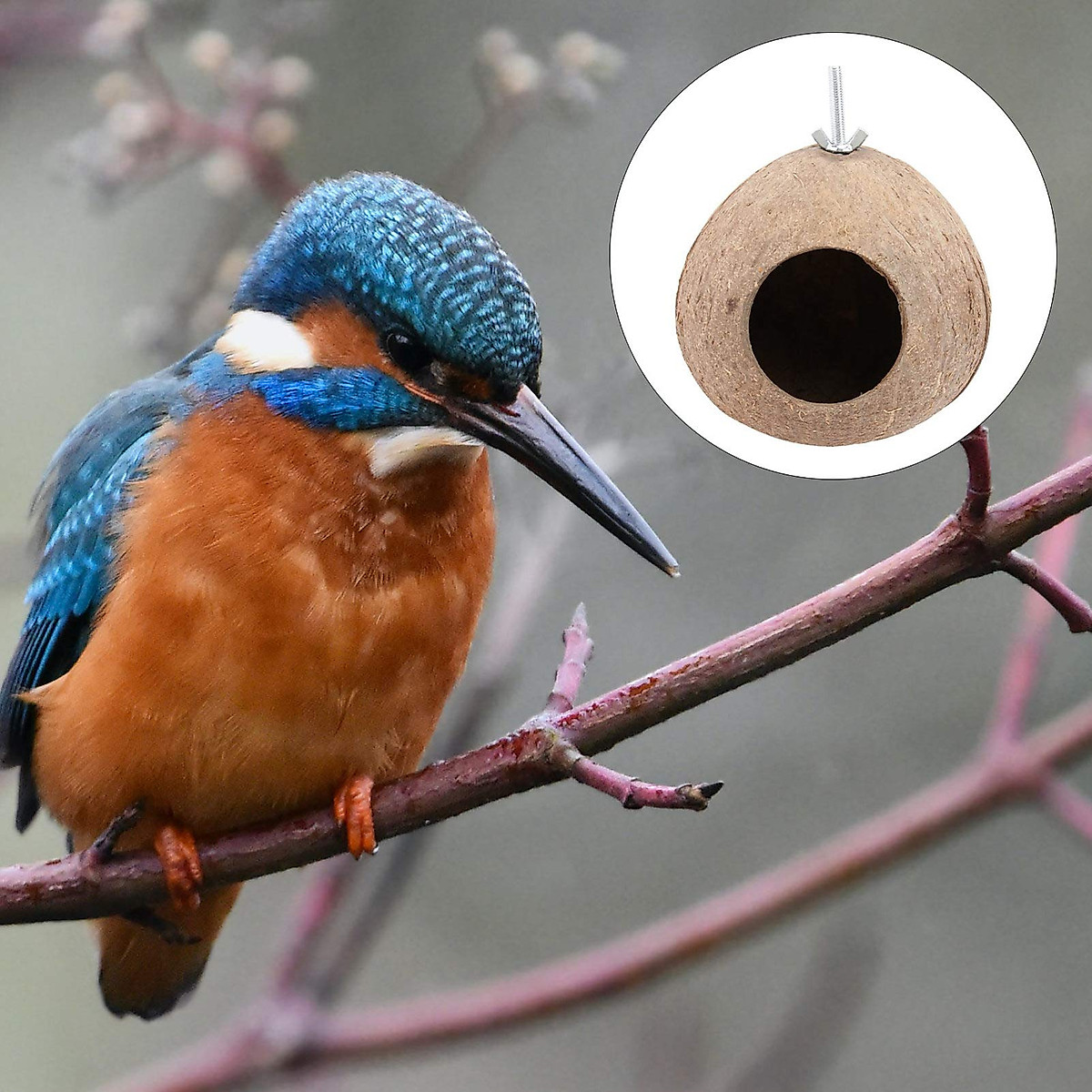 balacoo Parrot Toys Parrot Toys Bird Toy Shell Bird House Natural Hanging Bird House Bird Hut Bird Bed House Toy Cage Toy for Hamster Parrot Macaw with Screw Parrot Toys Bird Toy Bird Toy