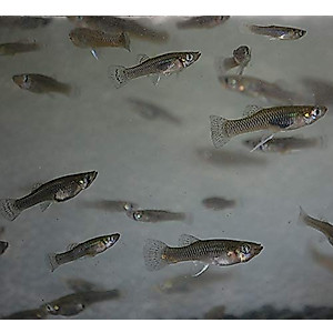 Quinn's Fins- Gambusia affins- Live mosquitofish (20 Pack)