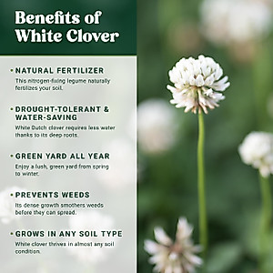 Nature’s Seed White Dutch Clover Seed, Drought Tolerant Ground Cover, Low Maintenance Garden Yard Lawn Alternative, 5000 sq ft