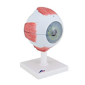 3B Scientific F10 Eye 5 times full-size 6-part - 3B Smart Anatomy