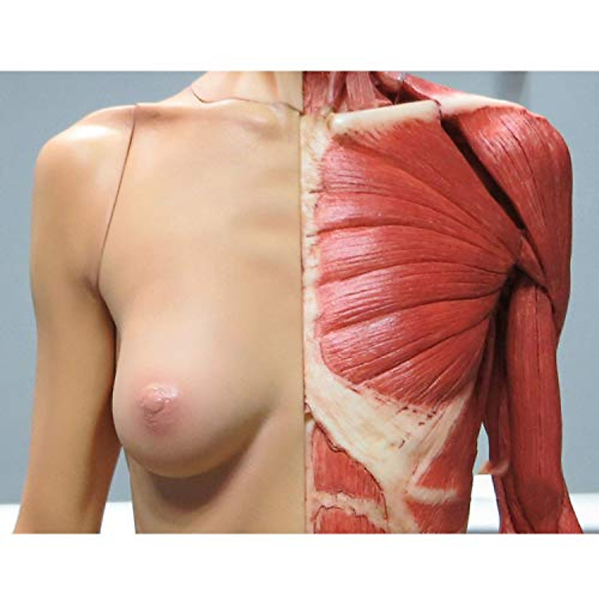 Anatomy Figure Uman Anatomical Muscle Bone and Skin Model Human Muscle Skeleton Anatomical Model PU Material Reference for Artist,A