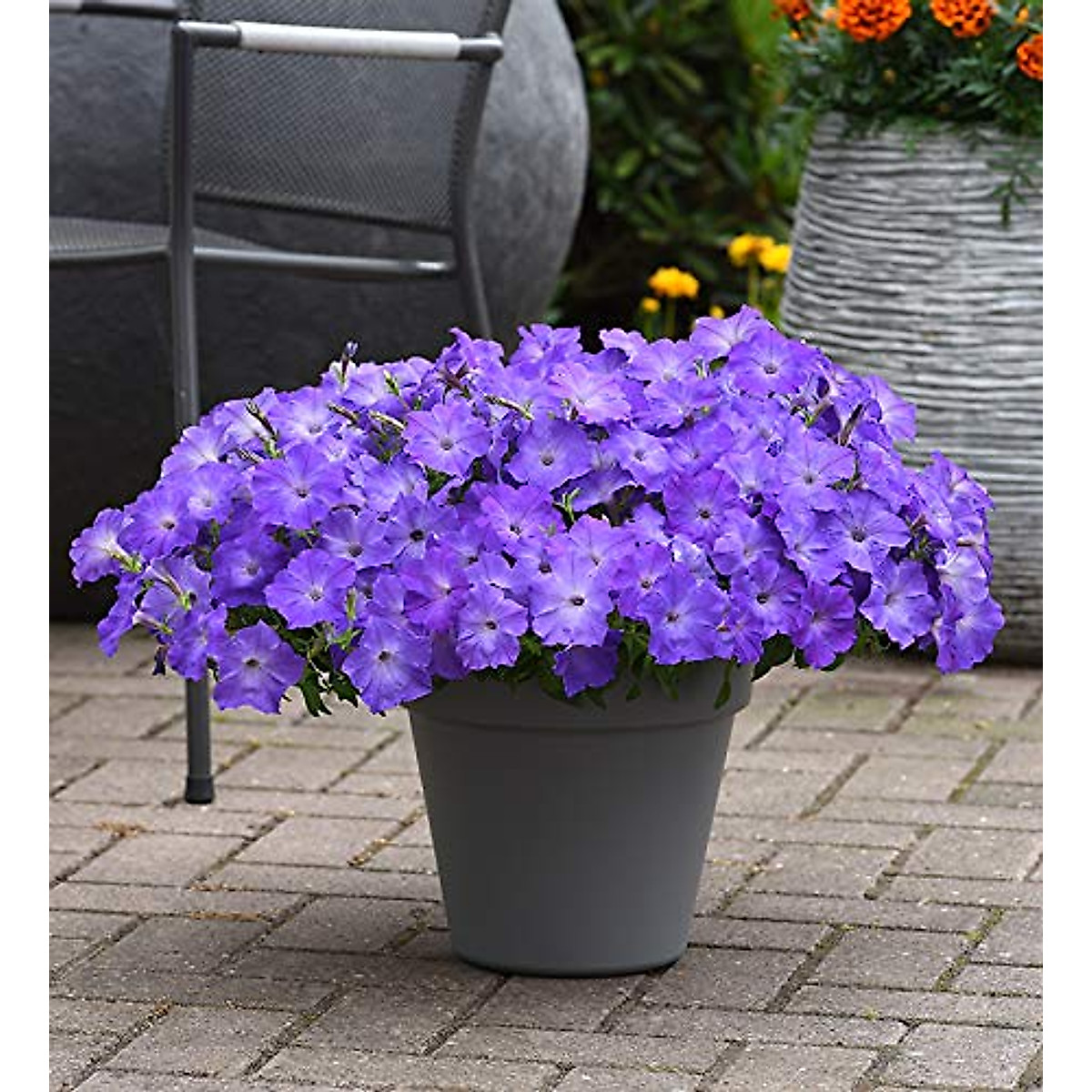100+ Mixed Petunia Climbing Flower Seeds Plants Garden Bonsai Perennial Flowers