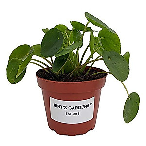 Hirt's Gardens Chinese Money Plant - Pilea peperomioides - 4" Pot