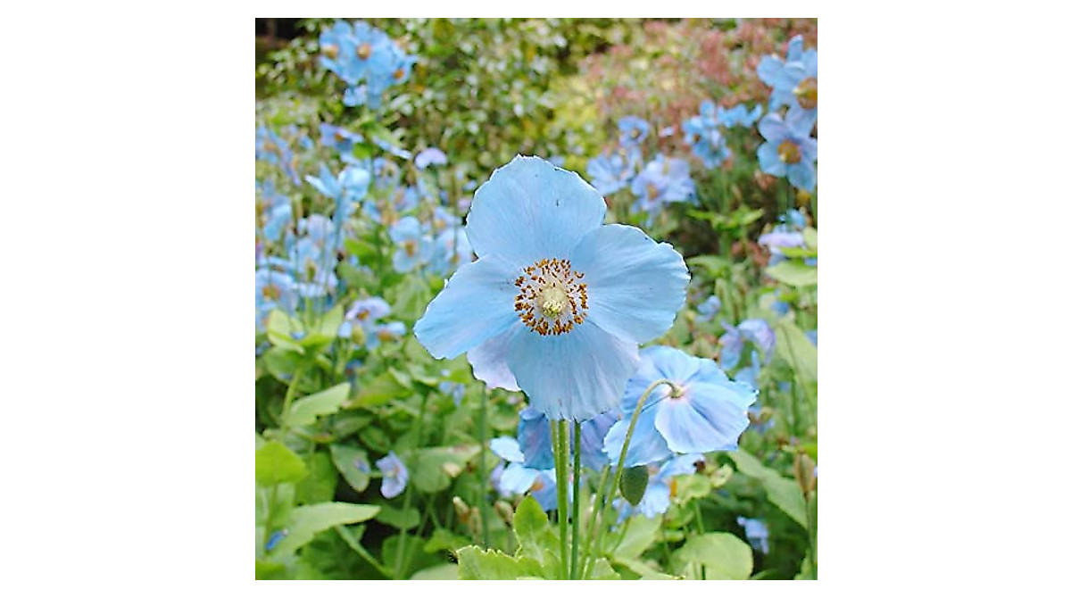 Meconopsis Blue Poppy Seeds - Low Maintenance Garden Blooms