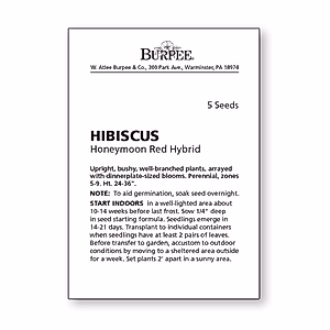Burpee Honeymoon Red Hybrid Hibiscus Seeds 5 seeds