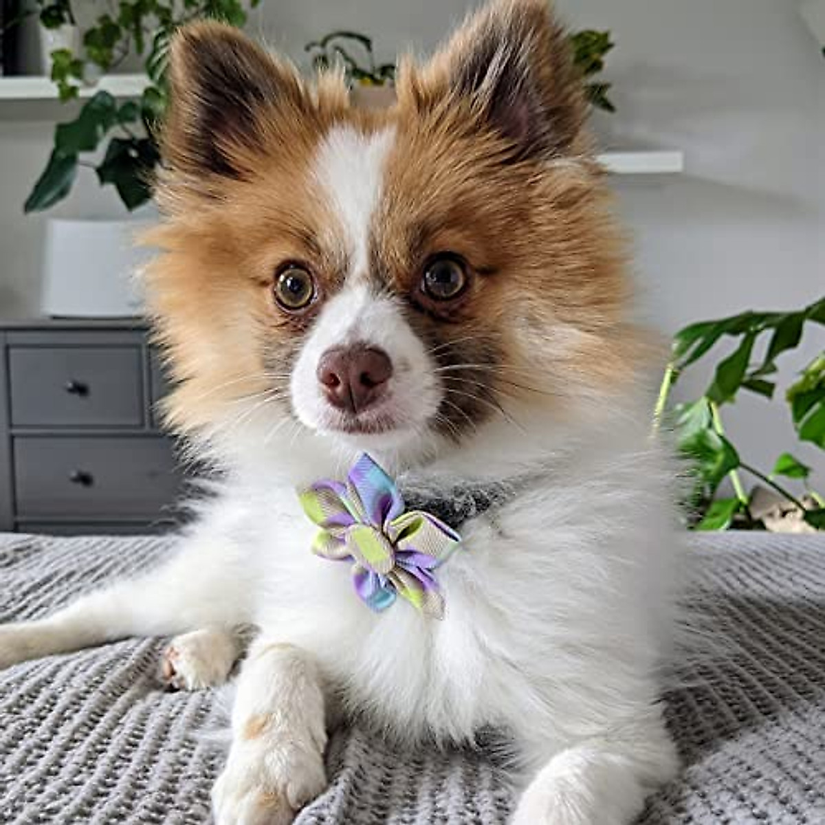 H&K Pet Pinwheel | Lavender Lemon (Small) | Easter Spring Velcro Collar Accessory for Dogs/Cats | Fun Pet Pinwheel Collar Attachment | Cute, Comfortable Pet Accessory