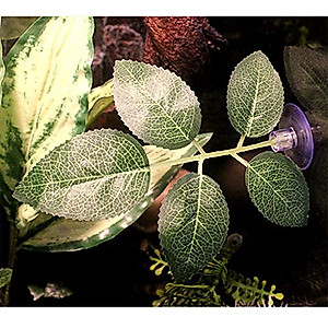 Mllepjdh Betta Fish Hammock Plastics Betta Leaf Pad Aquarium Plant Leaves Accessories for Playing Fish Tanks Hideout Decoration Pet Rainbow Ball Foam Pets Dog Training Training Ball Dog Treat