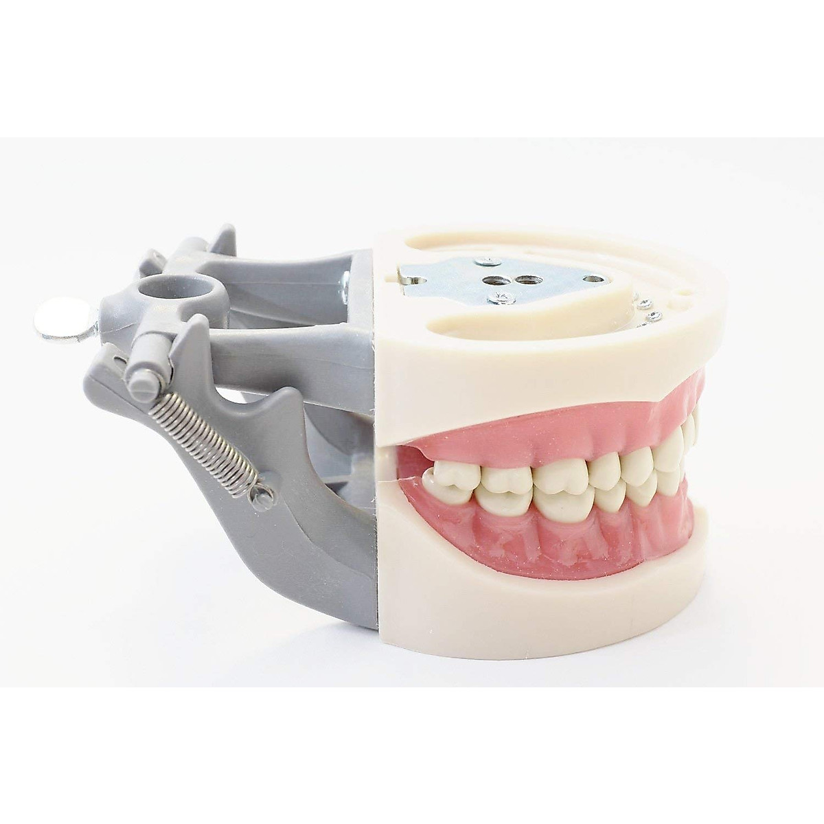 Dental Teaching Study Typodont Model 200 Style Kilgore Nissin Removable Teeth