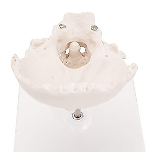 3B Scientific A71/5 Atlas and Axis w/ Occipital Plate on stand - 3B Smart Anatomy