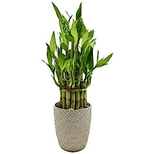 Soil Mixture for Lucky Bamboo Plants, Specialized Soil Mix for Lucky Bamboo Plants, Plant or Re-Pot Lucky Bamboo, 4qt