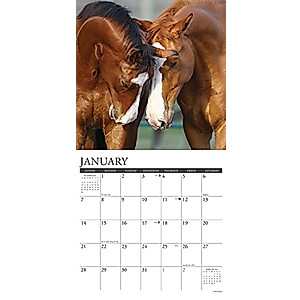 Willow Creek Press Horses Monthly 2024 Wall Calendar (12" x 12")