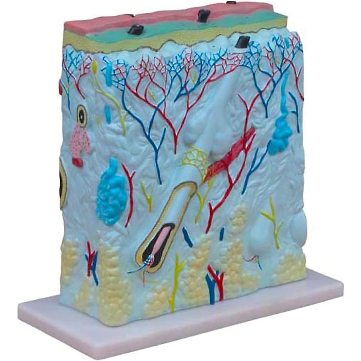 BAWHO Human Skin Tissue Structure Model, 105 Times Magnified Cross-sectional Model of Human Skin for Science Classroom Study Display