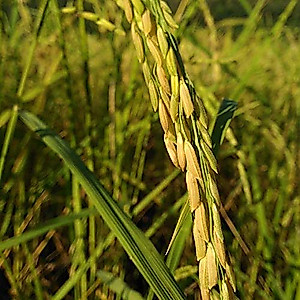 Organic Jasmine Rice Powder - Face Mask, Dry Shampoo Powder, Rice Water Rinse & Body Scrub