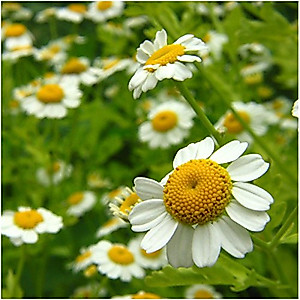 Seed Needs, Medicinal Herb Seed Packet Collection (5 Individual Varieties of Herb Seeds for Planting) Non-GMO & Untreated - Includes Peppermint, Lemon Balm, Hyssop and Roman & German Chamomile