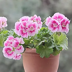 Geraniums Seeds Heat Tolerant Easy to Grow Annual Fragrant Edible Low Maintenance Bed Border Container Indoor Outdoor 200Pcs Mixed Colors Flower Seeds by YEGAOL Garden