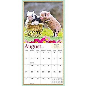 The Original Pocket Pigs Wall Calendar 2023: The Famous Teacup Pigs of Pennywell Farm