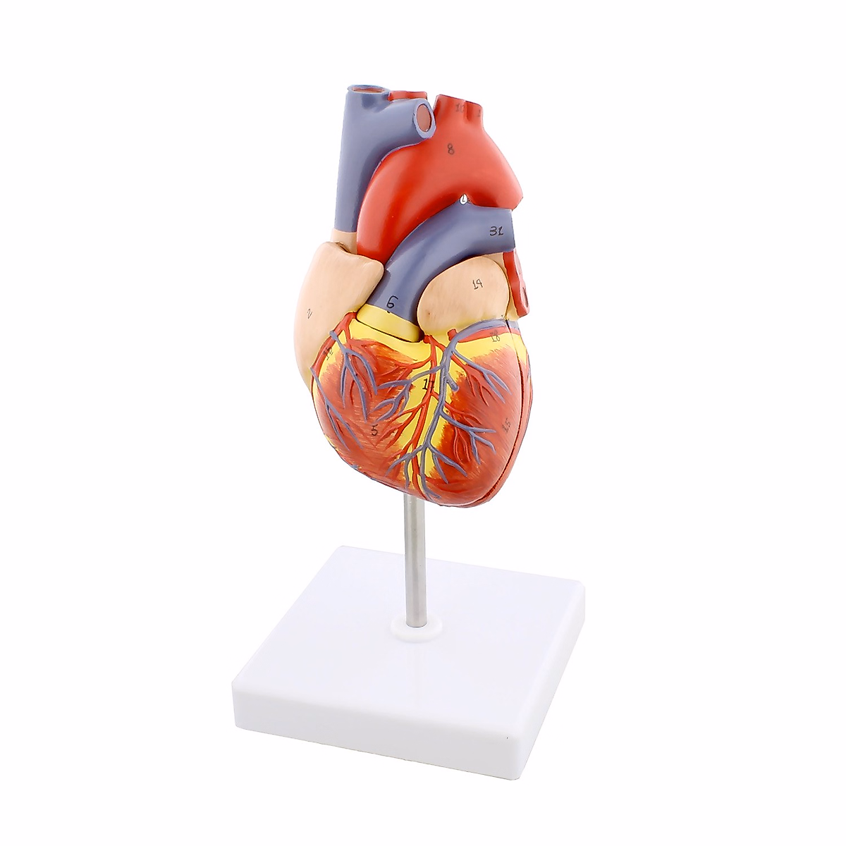 MonMed Anatomical Heart Model, Human Heart Anatomy Model – 2 Part Heart Models Anatomy Life Size Medical Heart Model