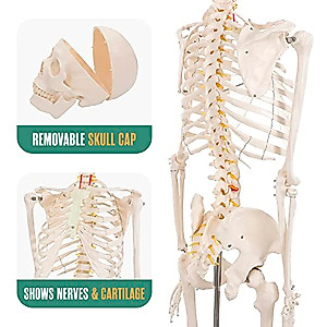 Skeleton Stand, Life Size Model, Standing Human Skeletons, 71x20x20 Inches, Lifesize Full Body Anatomy, Articulated Anatomical Skeletal System, Anatomically Correct Medical Physiology | Houseables