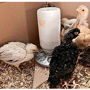 Rocky Mountain Goods Chick Feeder Base for Jar - Jar Feeder for Small Birds and Chickens - Galvanized Rust Proof Steel - 8 Feed Holes - Easy to Attach Glass or Plastic jar