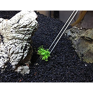 Mainam (1-Cup) Dwarf Baby Tears Carpet Imported Direct from Grower Live Aquarium Plants Decoration Tissue Culture for Freshwater Aquatic Plant Tank