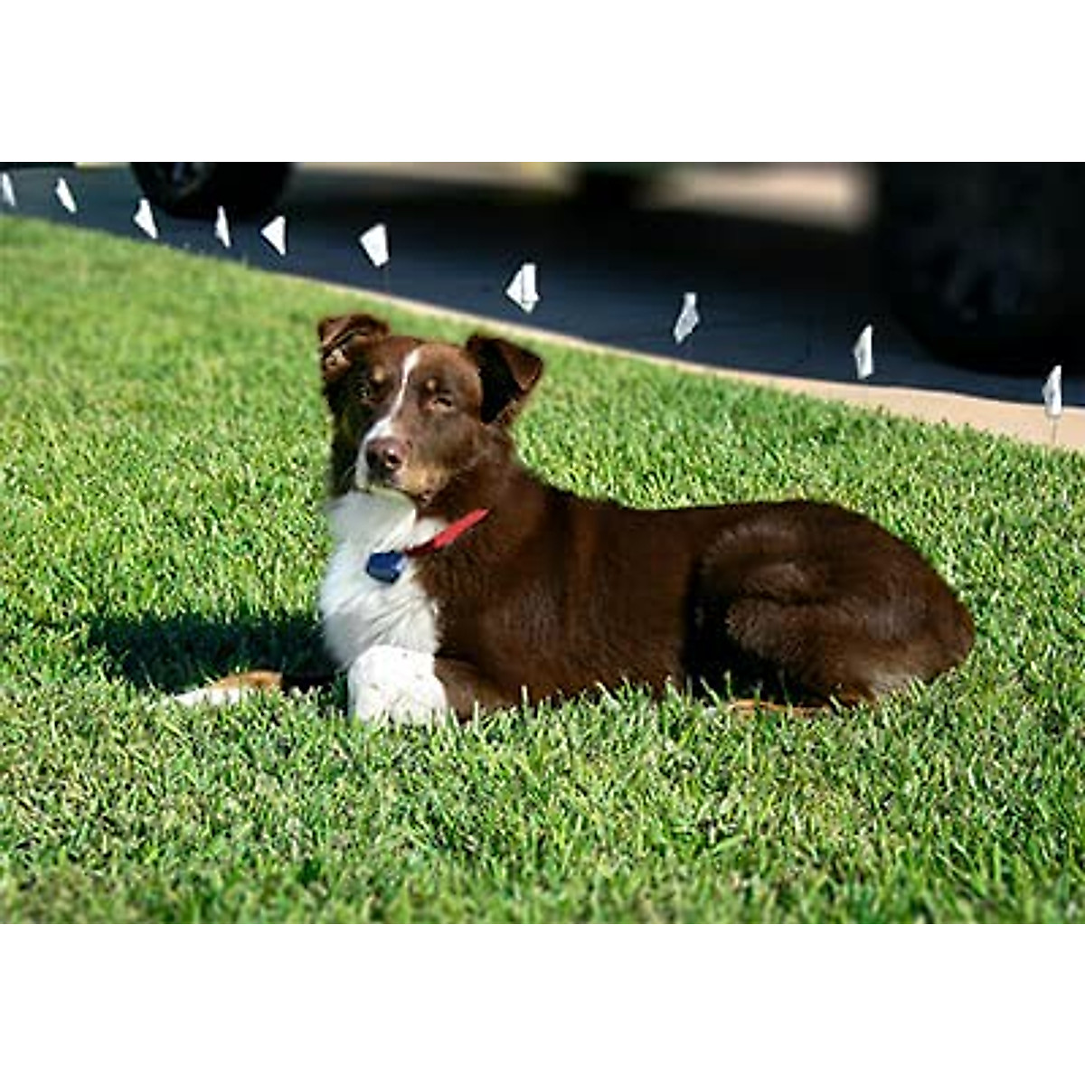 Red Heavy Duty Nylon Replacement Dog Collar Strap with RFA-67 Batteries - Compatible with Most PetSafe In-Ground and Wireless Fence Receiver Collars (Bundle 2)