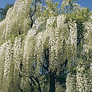 5 White Wisteria Seeds for Planting - Wisteria sinensis Alba - 5 Rare Seeds, Popular for Bonsai