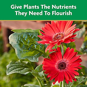 Miracle-Gro Liquid All Purpose Plant Food Concentrate 32 Oz.