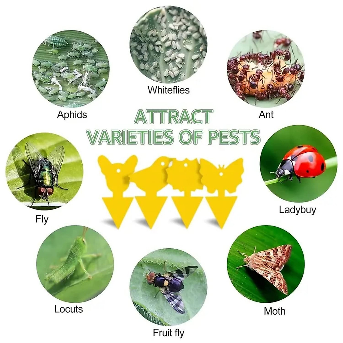 Springco 100 Pack Fruit Fly Traps Yellow Sticky Traps Gnat Sticky Traps for Indoor/Outdoorgnat Traps for House Indoor (95（95+4+1） 100pack)