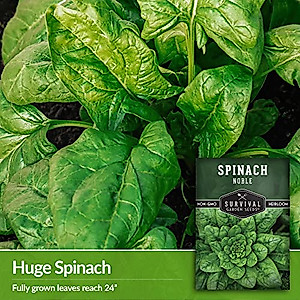 Survival Garden Seeds - Noble Spinach Seed for Planting - Packet with Instructions to Plant and Grow Enormous Spinach Greens in Your Home Vegetable Garden - Non-GMO Heirloom Variety