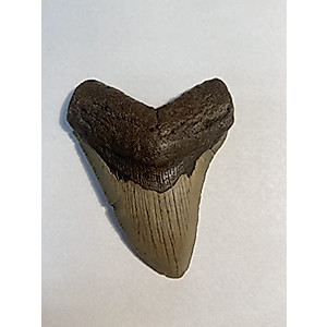 Authentic Megalodon Shark Tooth (Carcharodon megalodon)