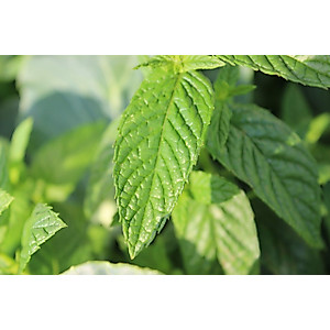 6 Ct. Case iON Performance Athlete Warmup Muscle Rub with Cayenne, Creatine, Shea Butter, Orange Essential Oil, Coconut Oil (MCT) Perfect for pre-Game Sport Muscle Massage. Better Than ICY Hot