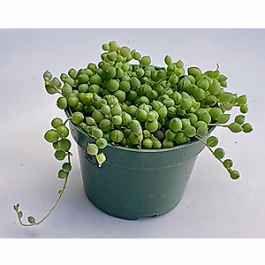 Live Succulent (4" String of Pearls), Succulents Plants Live, Succulent Plants Fully Rooted, Rare House Plant for Home Office Decoration, DIY Projects, Party Favor Gift by Fatplants